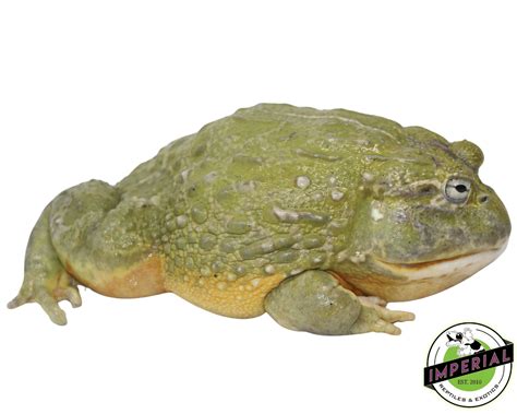 Giant Pixie Frog For Sale Imperial Reptiles Imperial Reptiles And Exotics