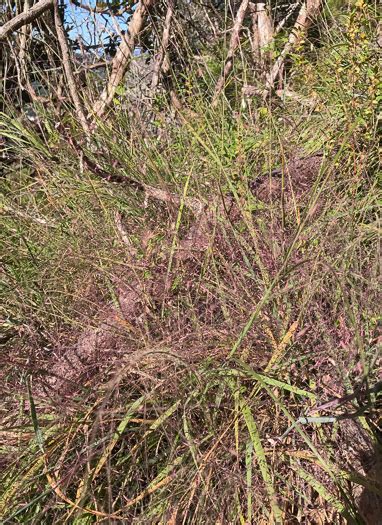 Eragrostis Spectabilis