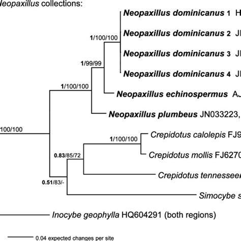 Bayesian Phylogram Obtained From The Combined Its Lsu Sequence