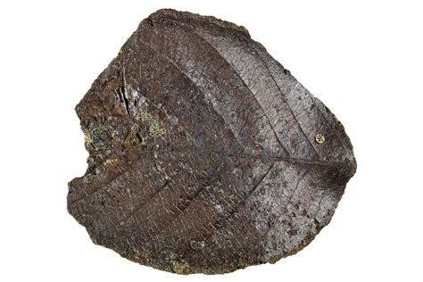 1 95 Fossil Leaf Nodule Hell Creek Formation 253101 For Sale