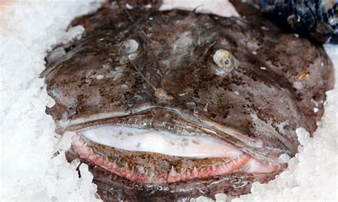 Demystifying The Monkfish A Tale Of Danger Or Delight • Boatbasincafe