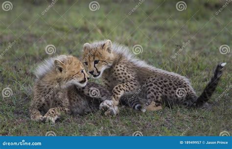 Cheetah Cubs Playing Stock Image Image Of Felidae Dangerous 18949957
