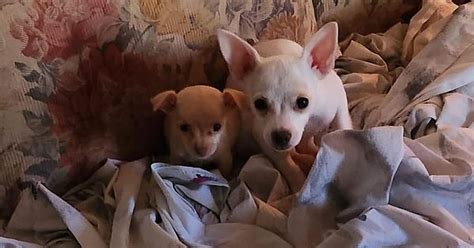 Snowball And Cinnamon Album On Imgur