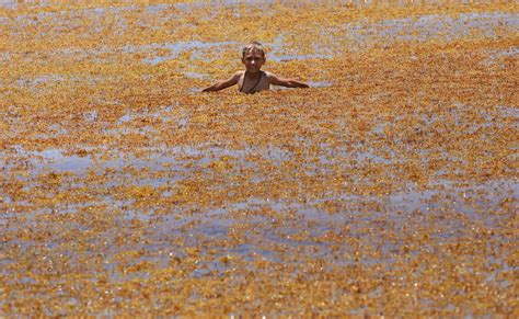 Fotos De La Invasión Del Sargazo En Cancún Tulúm Y Playa Del Carmen