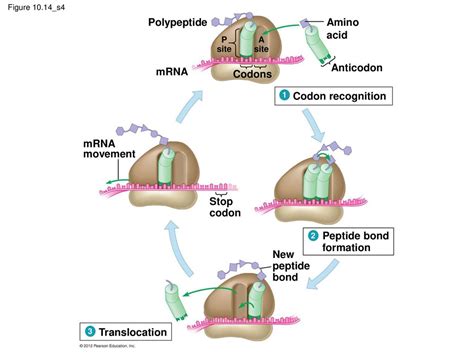 Molecular Biology Of The Gene Ppt Download