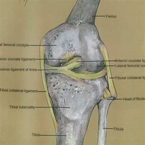 Tibia Labeled Anterior View