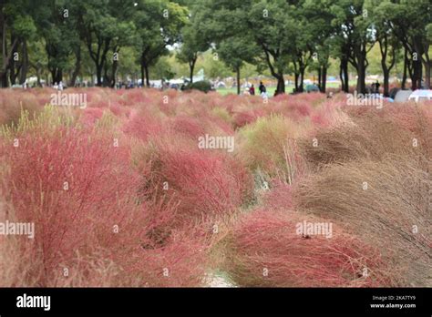 The 20000 Square Meters Of Kochia Scoparia Grass Start To Turn Red In Century Park In Shanghai