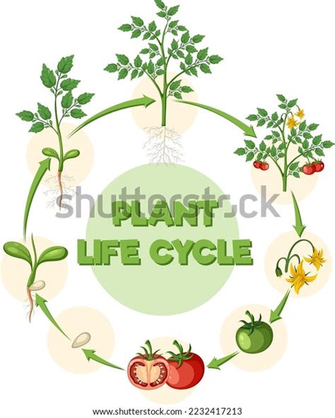Life Cycle Tomato Plant Diagram Illustration Stock Vector Royalty Free