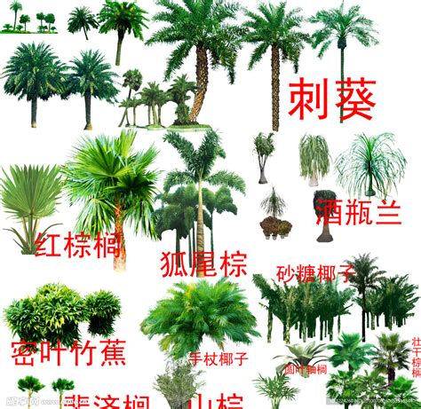 棕榈设计图psd分层素材psd分层素材设计图库昵图网