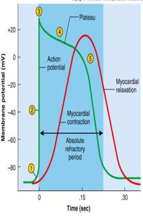 Action Potential Of Myocyte Diagram Quizlet