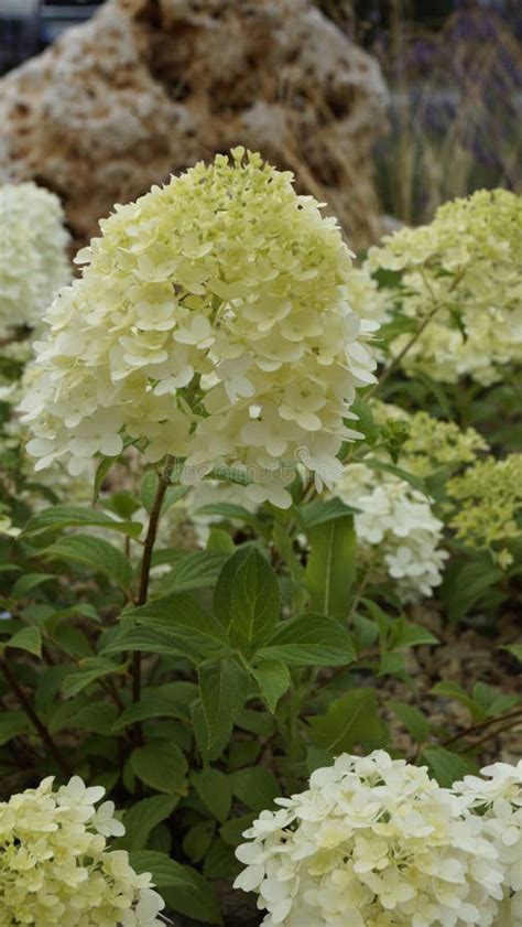 Hydrangea Paniculata Grandiflora White Hydrangea On A Natural