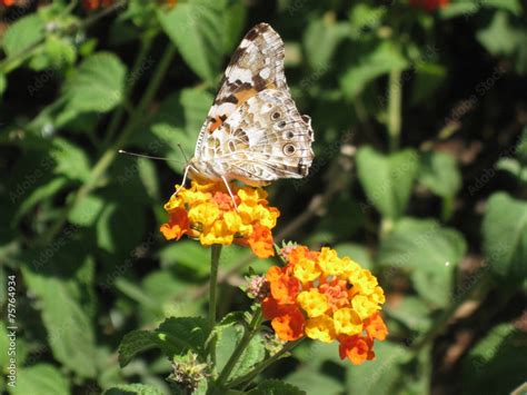Famosa Arte Della Farfalla