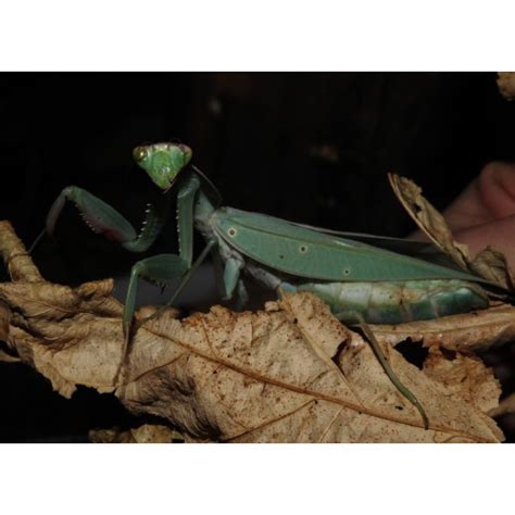 Rhombomantis Longipennis