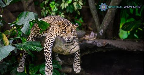 Leopard Symbolism Explained Uncover Strength Grace And Cultural