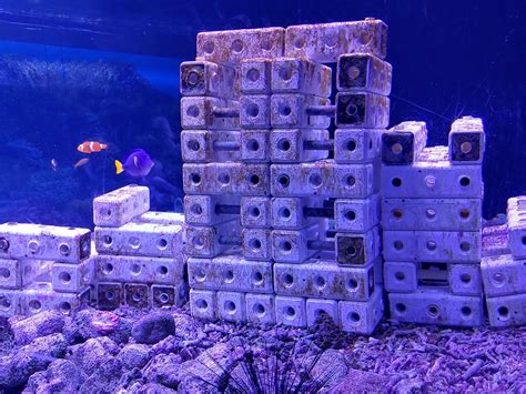 Reefy The Green Village