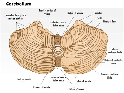 Cerebellum Vermis