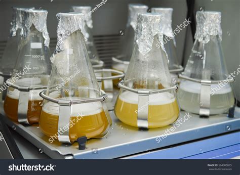Flask Bacterial Culture Microbiology Laboratory Bacterial Foto Stok