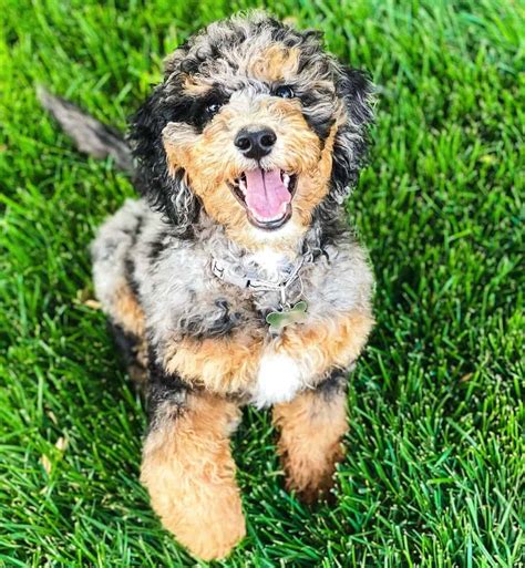 How Many Colors Of Poodles Are There