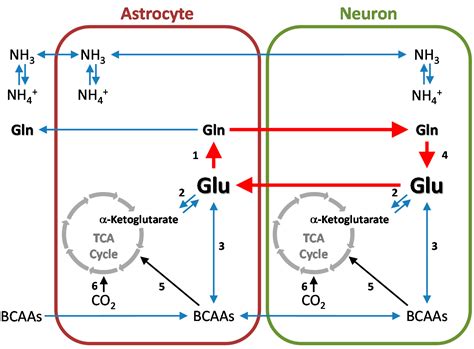 Hyperammonemia And Brain