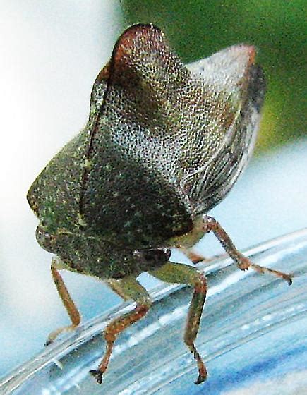 Bug With Hump Telamona Monticola Bugguidenet