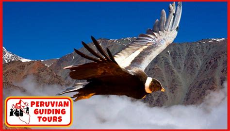 Chonta Condor Viewpoint Cusco