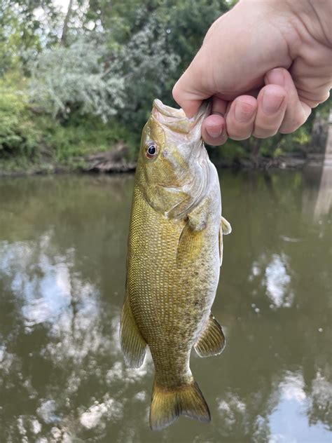 Mini Buzzer Caught Me A Lot Of Small Mouth Today Out Wading In A Creek