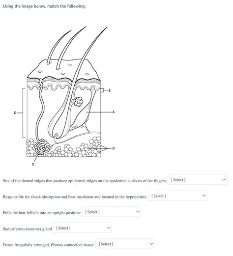 Solved Using The Image Below Match The Followingsite Of