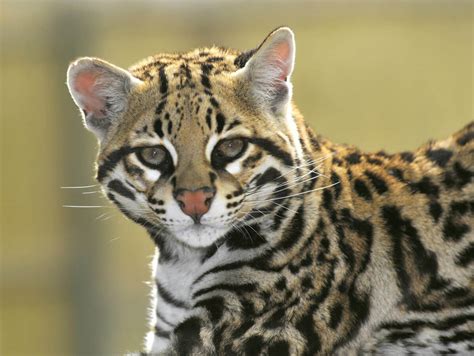 Ocelot Fascinating Facts About This Beautiful Wildcat