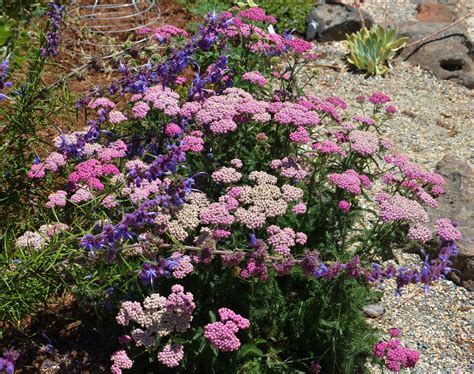 Great Design Plant Achillea Millefolium For Dry California Gardens