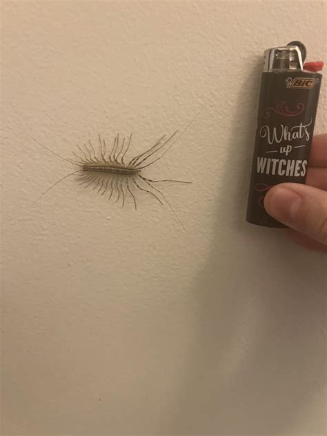 No Id Needed Just Wanted To Show Off My Bathroom Neighbor R
