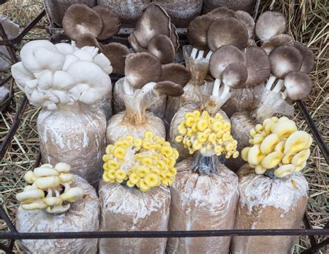 Growing Mushrooms In Open Land In Raised Beds Or In Containers Food