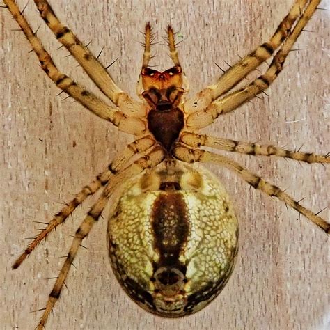 Metellina Segmentata 10000 Things Of The Pacific Northwest