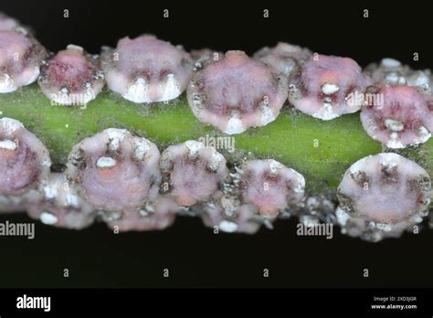 Fig Wax Scale Ceroplastes Rusci On Bay Laurel Laurus Nobilis Shrub