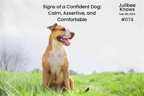 Signs Of A Confident Dog Calm Assertive And Comfortable Julibees