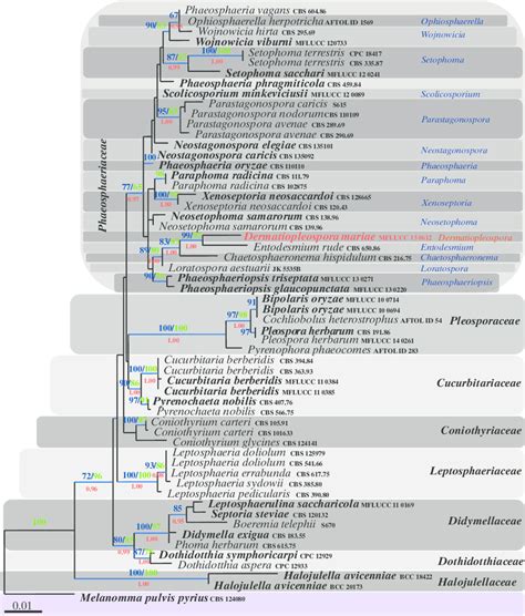 raxml tree based on a combined dataset of lsu 910 bp and ssu 1055