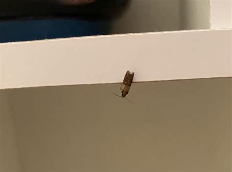 Tiny Moth R Whatsthisbug