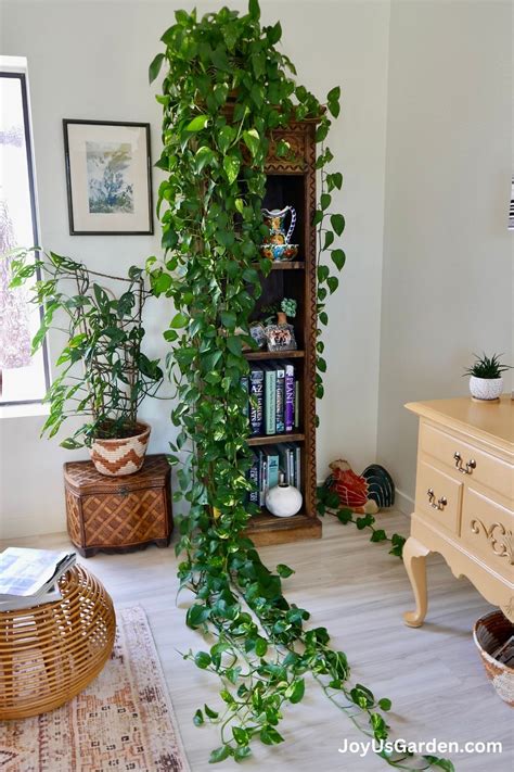 Pothos Plant