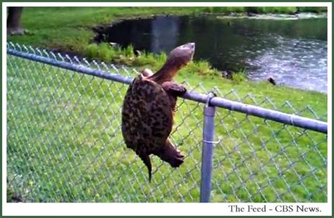Bird Eating Snapping Turtle