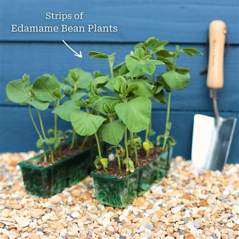 Edamame Plants Uk