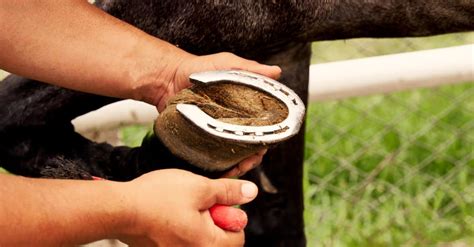 Why Do Horses Need Horseshoes A Z Animals