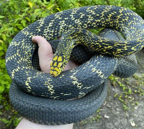 Elaphe Carinata King Rat Snake Pet Snake Rat Snake Cute Snake