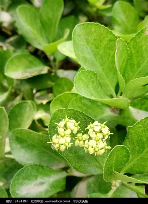 小叶黄杨摄影高清图片下载红动中国
