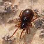Spiders In Utah 50 Different Species