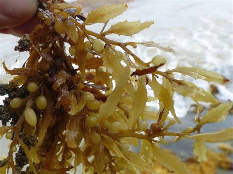 Sargassum Fluitans Børgesen Børgesen Hroznovice Vzplývavá Botanycz