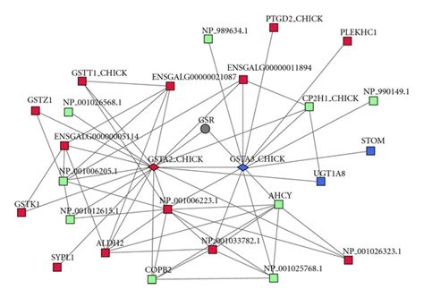 Example Of Sex Differentiation Driven Subfunctionalization The Chicken