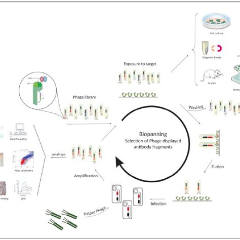 During Selection Cycles Of Phage Display A Combinatorial Antibody