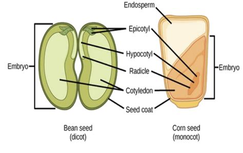 Embryo Development Of Dicot And Monocot Embryo Biology Notes Online