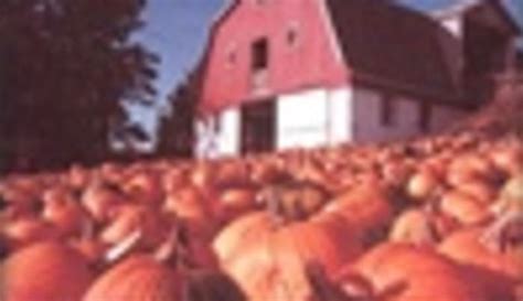 Tims Pumpkin Patch Marietta Ny 13110
