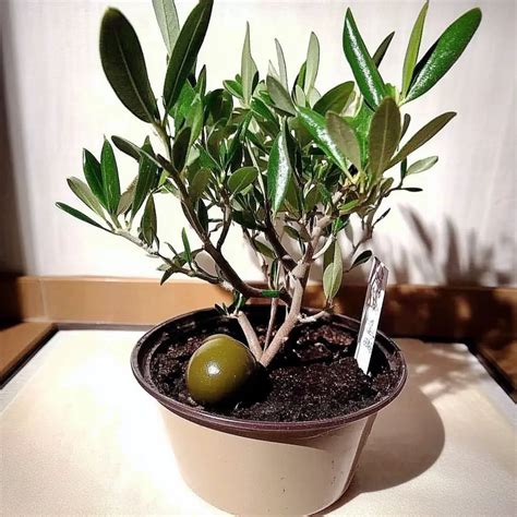 Perfect Olive Tree Indoor Care For Gorgeous Growth Growmoreplant
