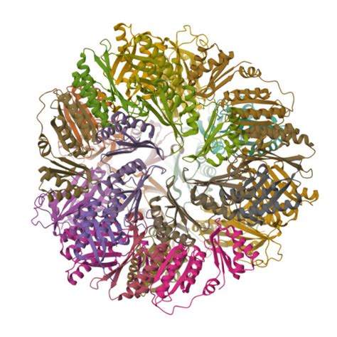 Rcsb Pdb 8ukm T33 Ml30 Designed Tetrahedral Protein Cage Using